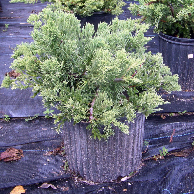 Juniper Parsonii - Shrubs & Trees Garden Center - Tampa Nursery