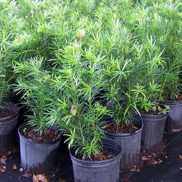 Podocarpus Hedge - Landscaping & Gardening - Tampa FL Nursery